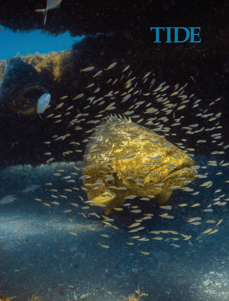 TIDE Magazine - Join CCA