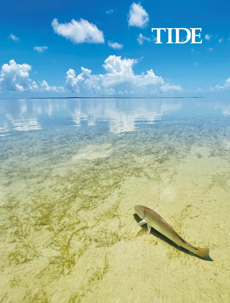 TIDE Magazine - Join CCA