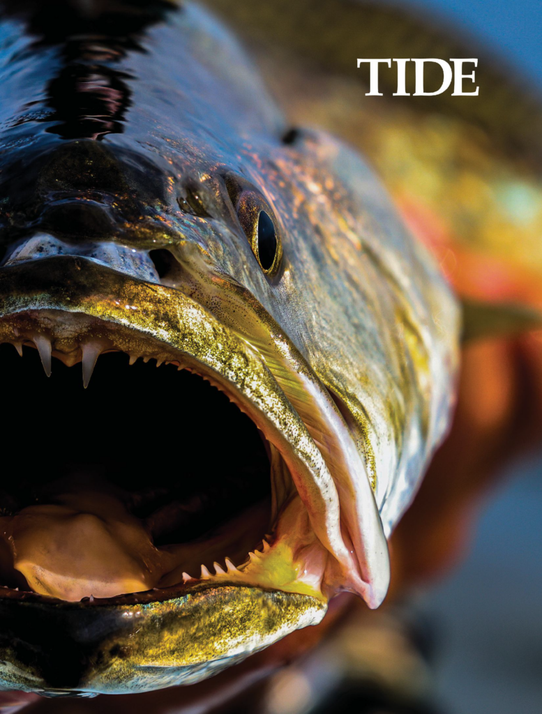 TIDE Magazine - Join CCA